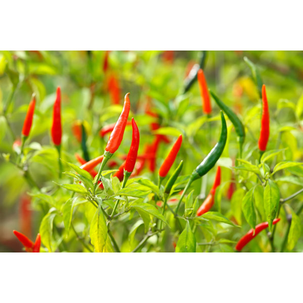 Ebern Designs Red and Green Chili Plants Growing by Tommyix | Wayfair